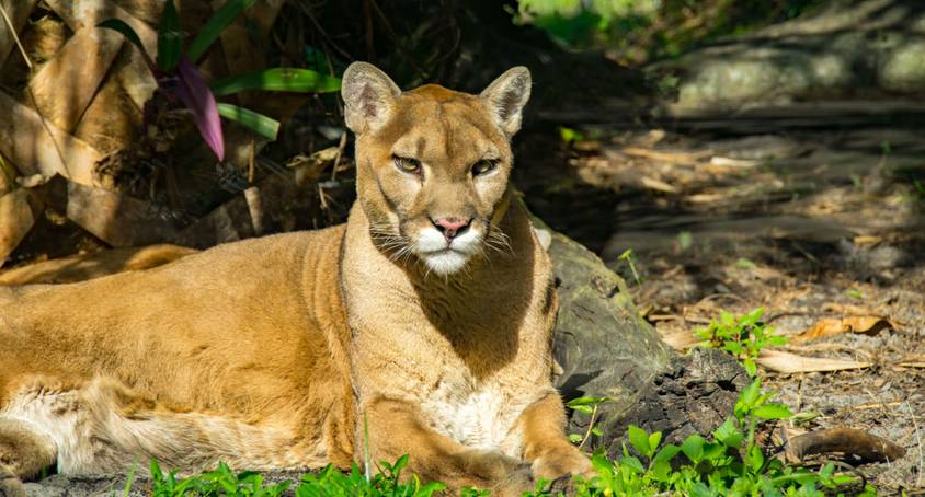 10 Animals That Could Become Extinct In 2025