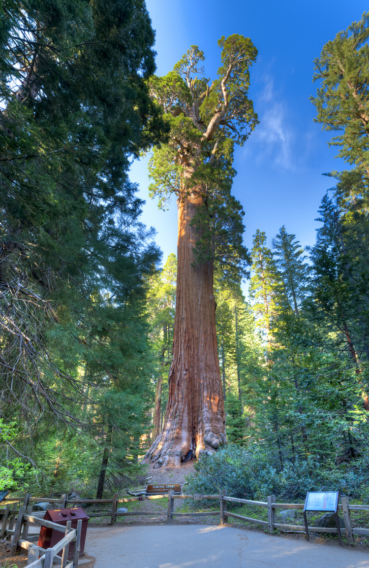 Wander Kings Canyon's Grant Grove Of Giant Sequoias & See The Towering General Grant Tree