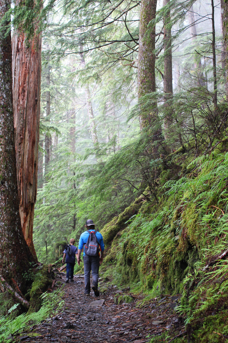 10 Largest Forests In The World (& Why You Should Visit Them)