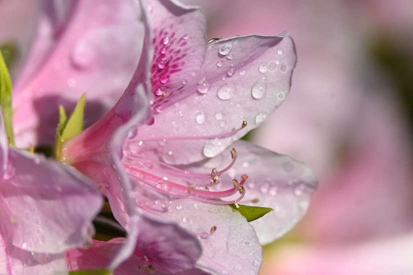 In Full Bloom: 10 Of The Best Flower Festivals To Visit In The U.S ...