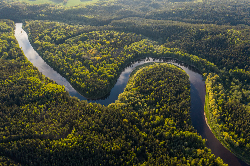 10 Largest Forests In The World (& Why You Should Visit Them)