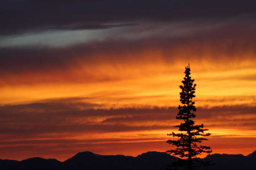 The 14 Tallest Trees In The World (& Where To See Them)