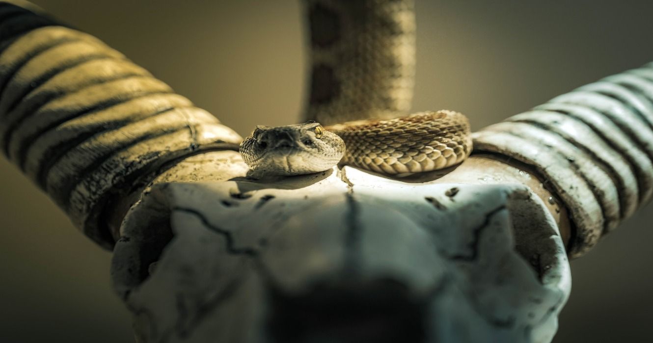 Inside The American International Rattlesnake Museum: A Fascinating ...