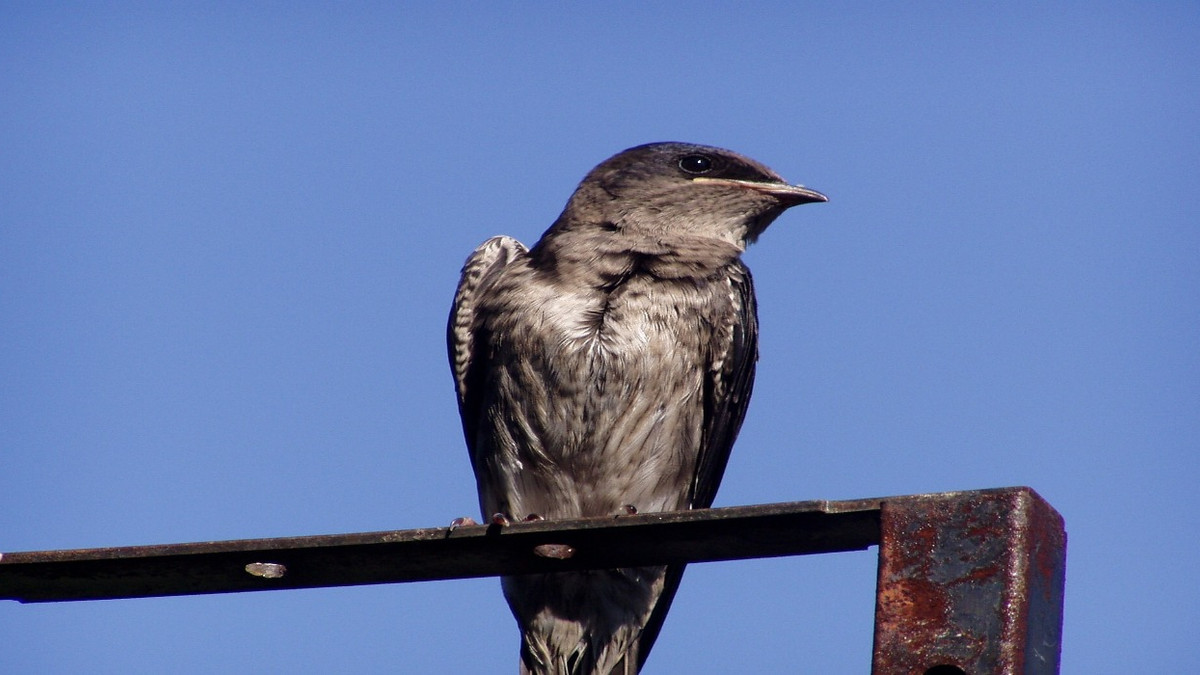 Swallow Birding Showcase: Where To See The Biggest Purple Martin ...