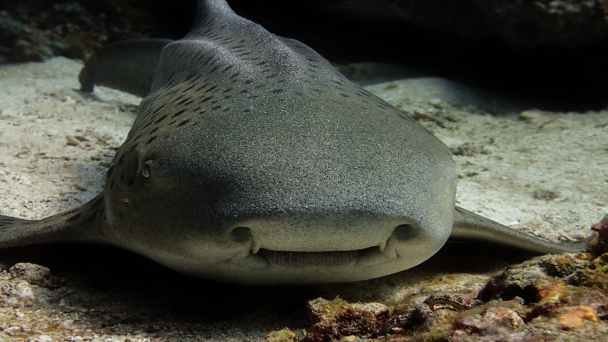 Leopard Sharks In La Jolla: When & How To See These Incredible Creatures