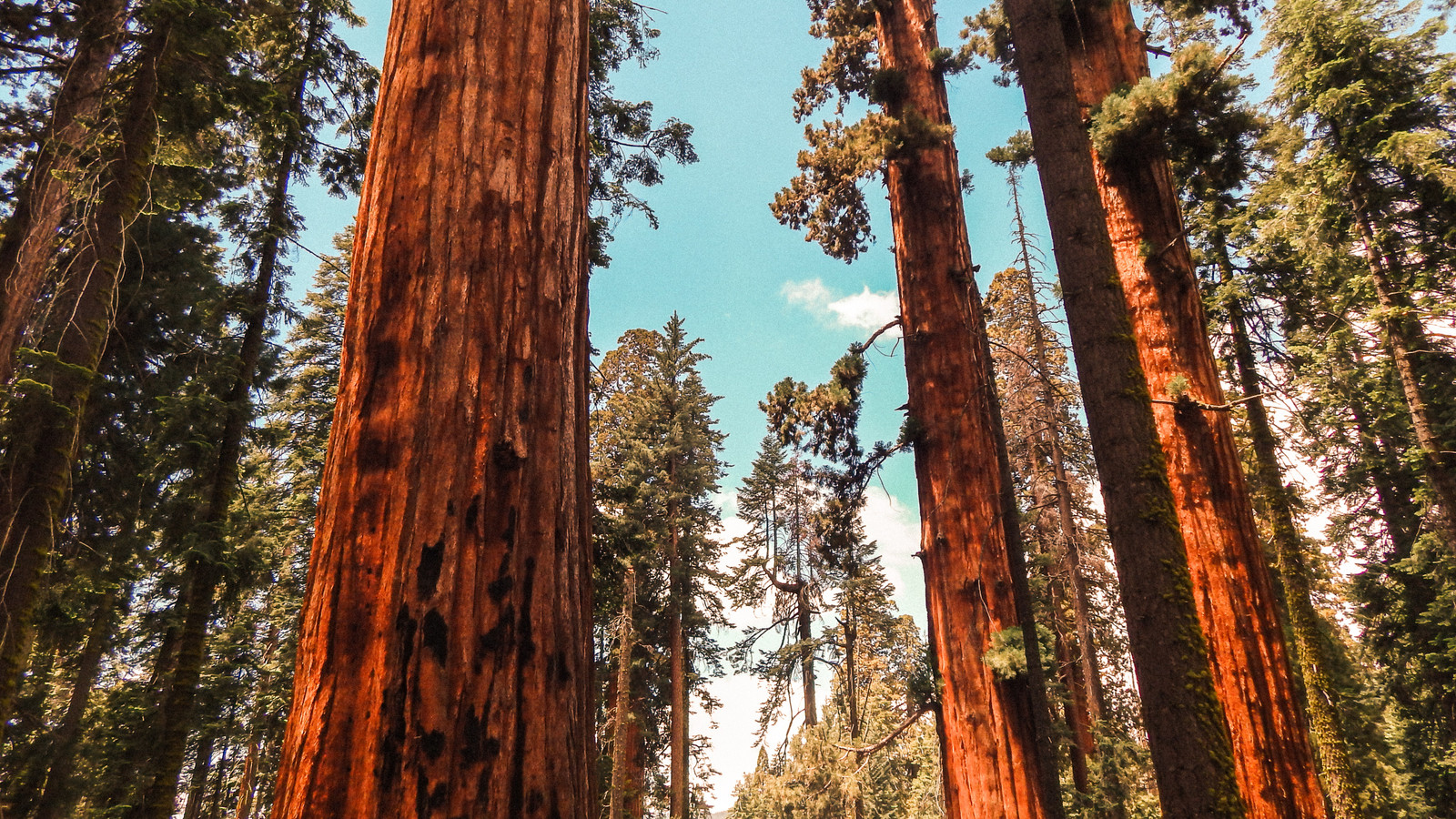 The 14 Tallest Trees In The World (& Where To See Them)