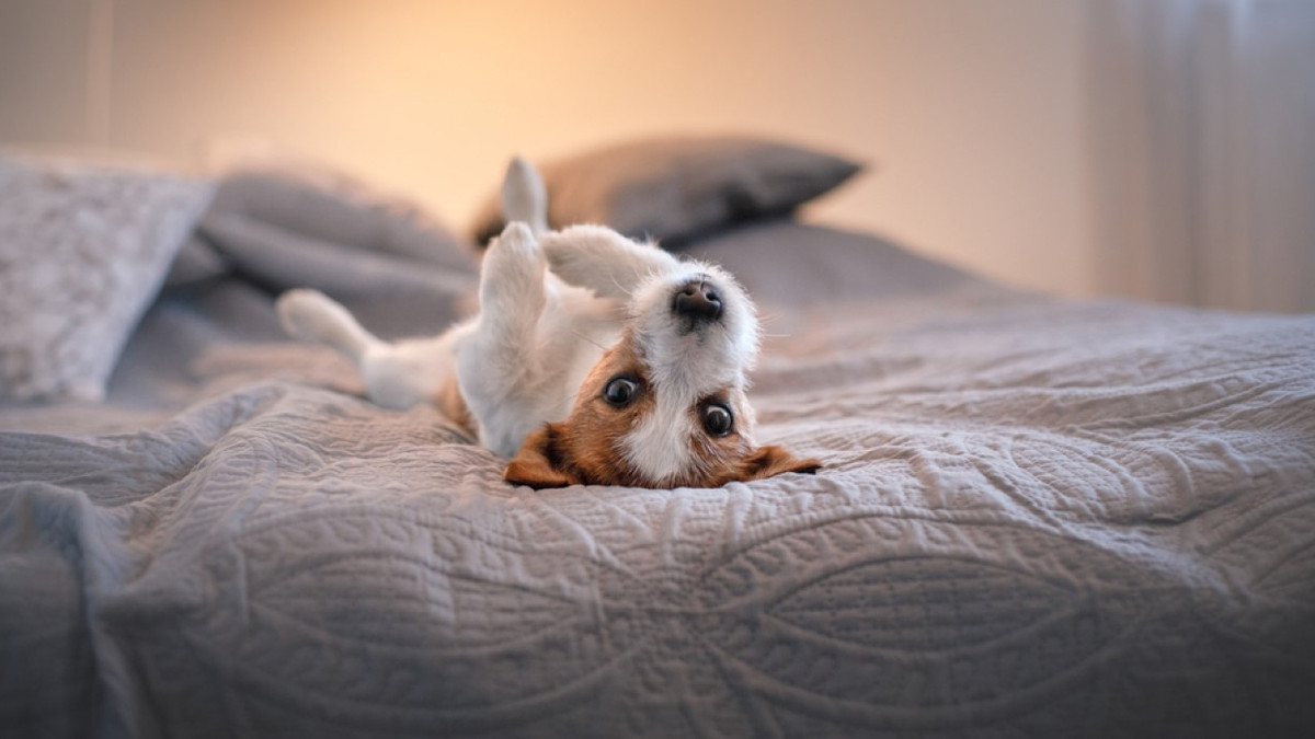 10 Best Pet-Friendly Hotels Around The World That Will Make Your Furry ...