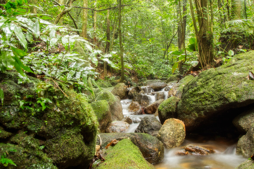10 Largest Forests In The World (& Why You Should Visit Them)