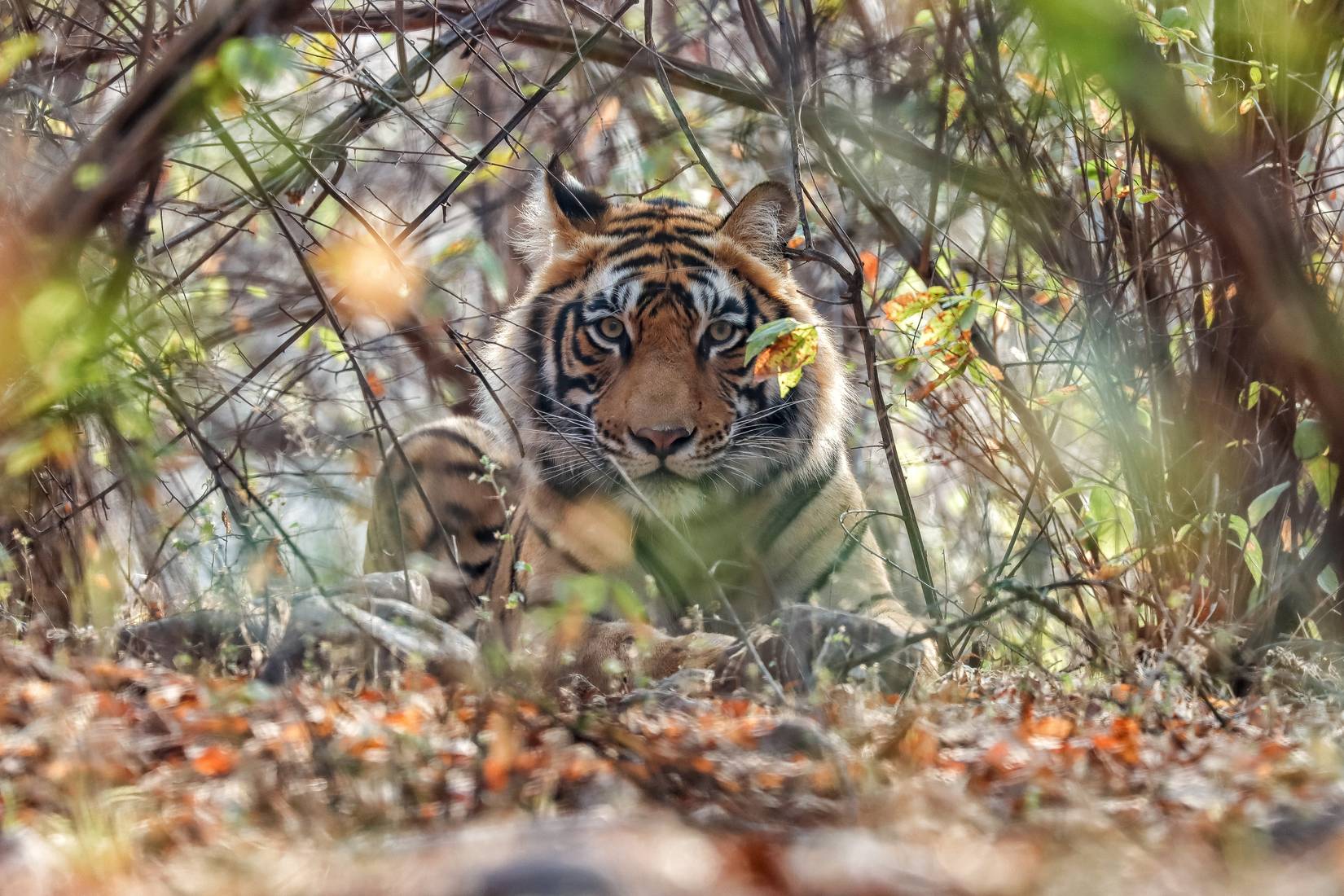 Tigers May Be Orange To Us, But They're Invisible To Prey—Here's Why