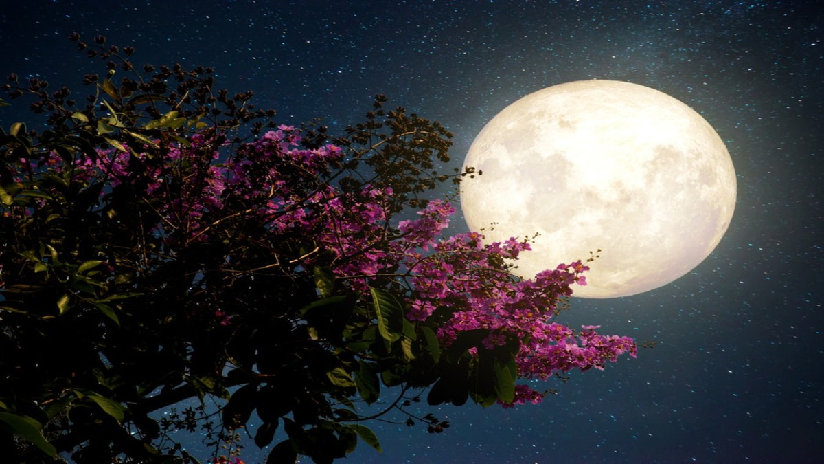 'Flower Moon' & Lunar Eclipses: 10 Celestial Events To See This Year ...