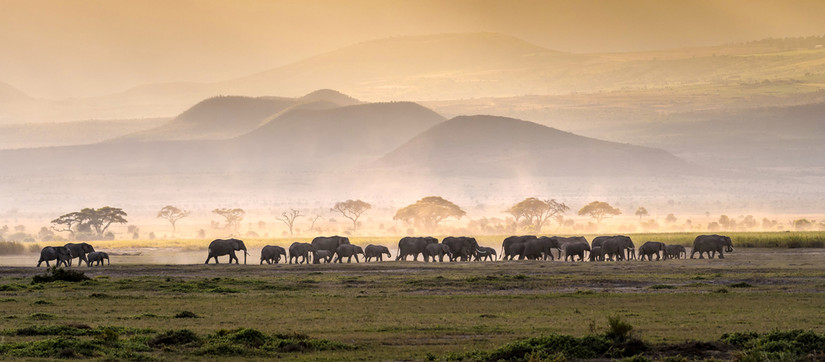 Going On A Safari? Tick These 10 Popular African Animals Off The Bucket ...