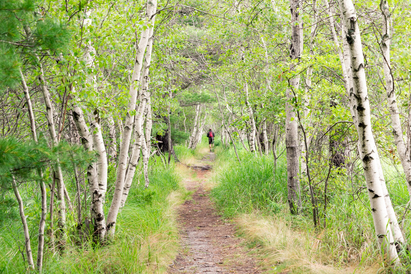 The 10 Best Dog-Friendly Hikes In Acadia National Park