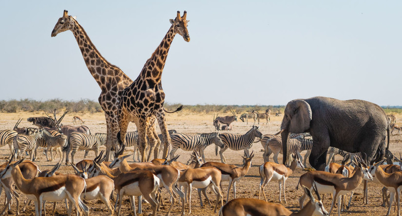 Namibia's National Parks: 10 Best Places For A Safari In Africa