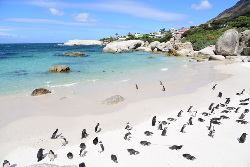 Here Are 10 Places In The World To See Penguins In The Wild