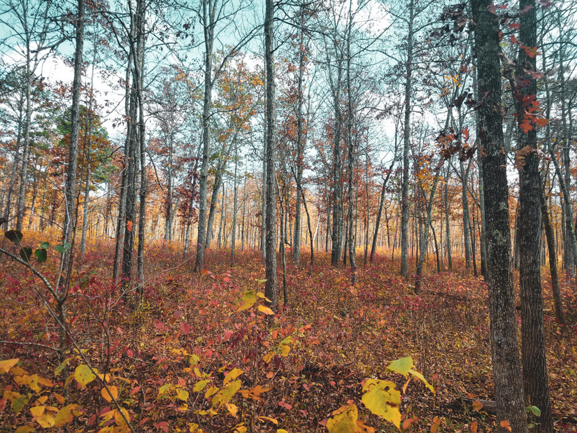Enchanting Cascades In The Ozark State: 10 Most Beautiful Missouri ...
