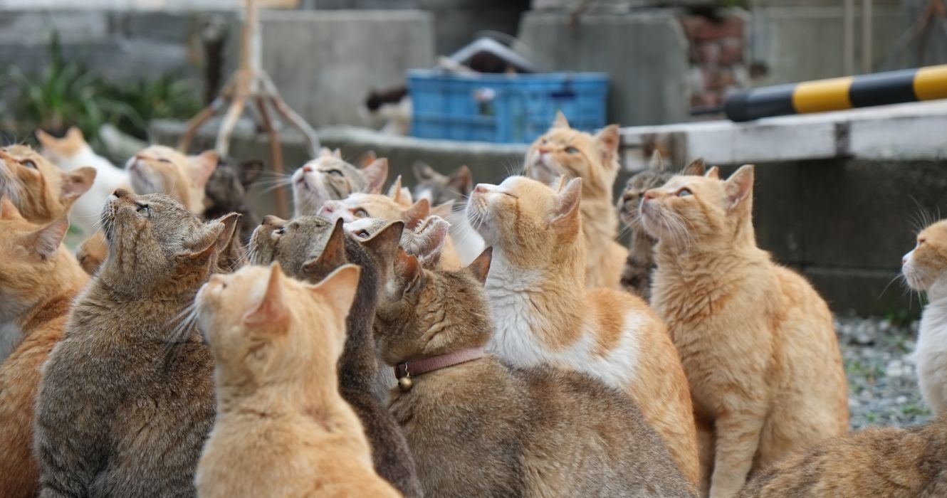 16 Things You Need To Know About Cat Island Before Visiting