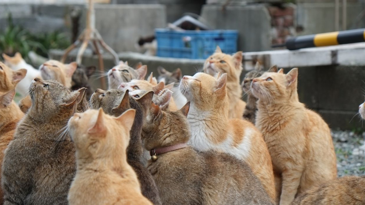 16 Things You Need To Know About Cat Island Before Visiting