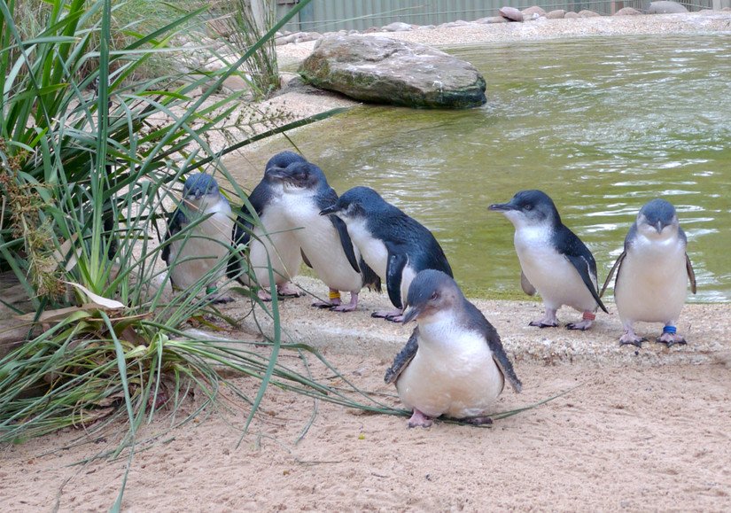 Here Are 10 Places In The World To See Penguins In The Wild