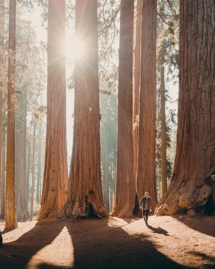 Wander Kings Canyon's Grant Grove Of Giant Sequoias & See The Towering ...