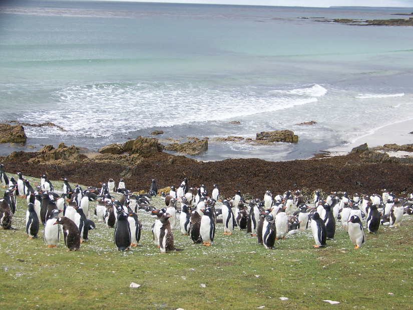 Here Are 10 Places In The World To See Penguins In The Wild