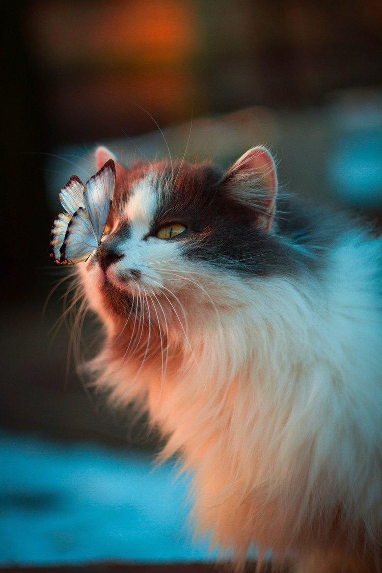 16 Things You Need To Know About Cat Island Before Visiting