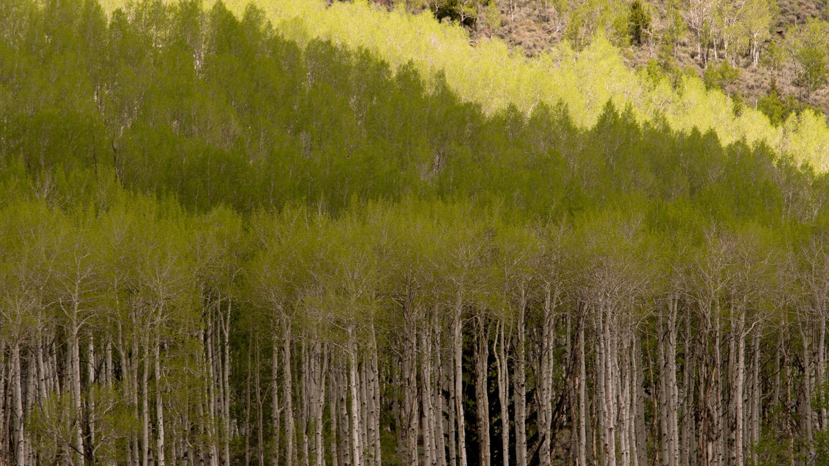 "I Spread": Why Utah's Pando Tree, The Largest In The World, Is So ...