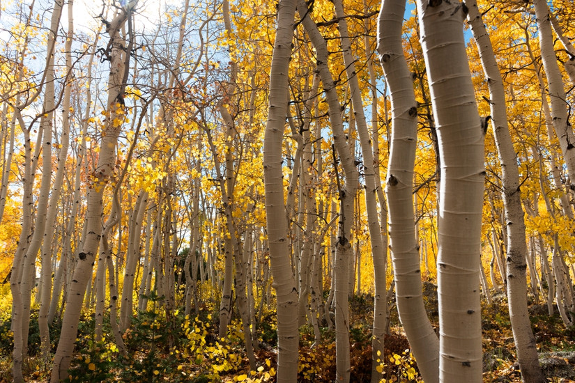 10 Places In Utah That Are The Most Beautiful During The Fall Season