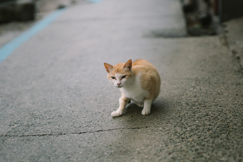 16 Things You Need To Know About Cat Island Before Visiting