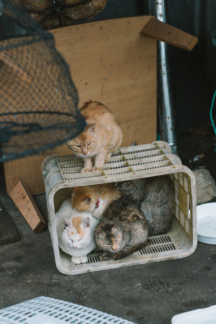 16 Things You Need To Know About Cat Island Before Visiting