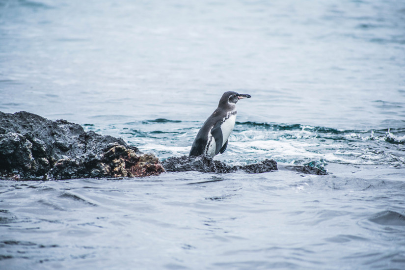 Here Are 10 Places In The World To See Penguins In The Wild