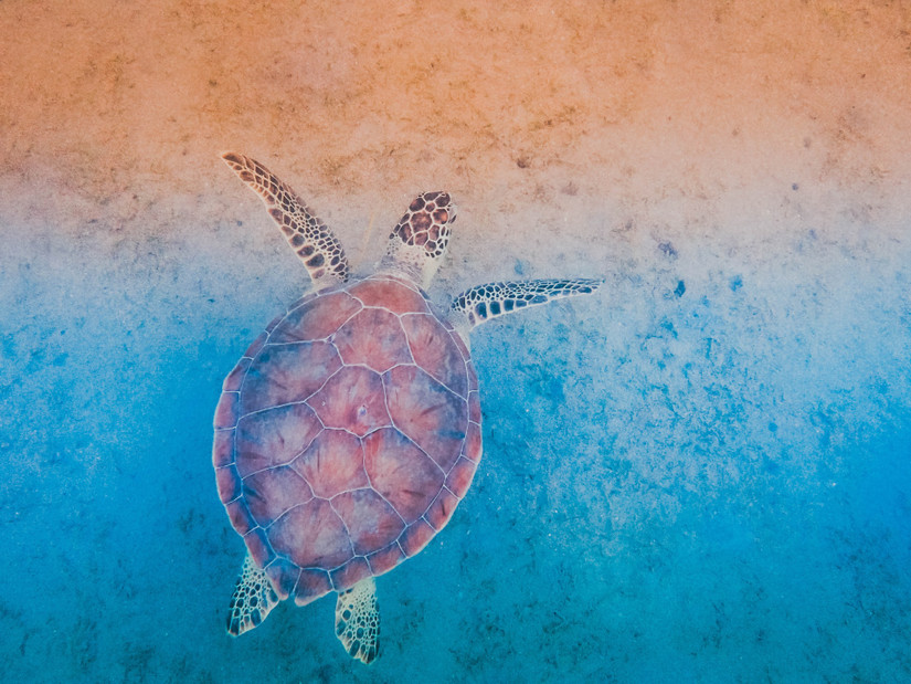 10 Best Snorkeling Spots In St Thomas For Unforgettable Aquatic Adventures
