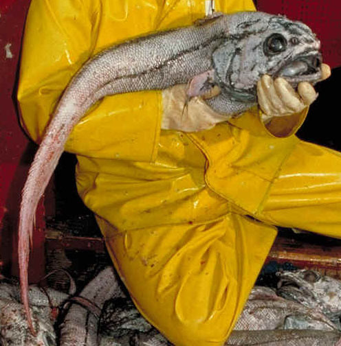 What Really Lives At The Bottom Of The Pacific Ocean (In 24 Photos)