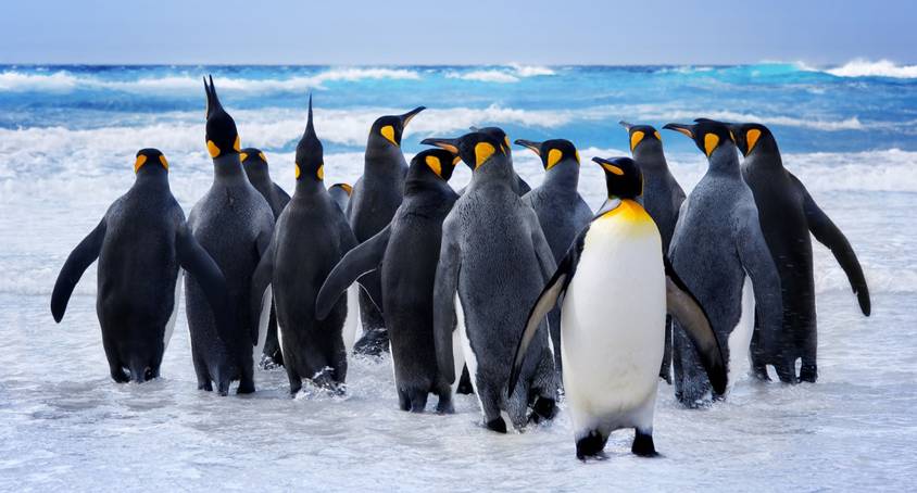 The Strange Reason There Are No "True Penguins" Alive Today