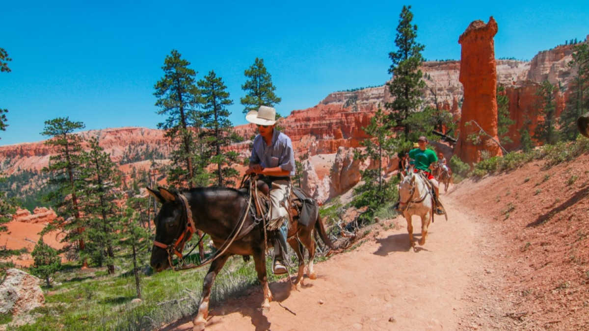 Horseback Riding In Bryce Canyon: How Much It'll Cost You & What You'll See