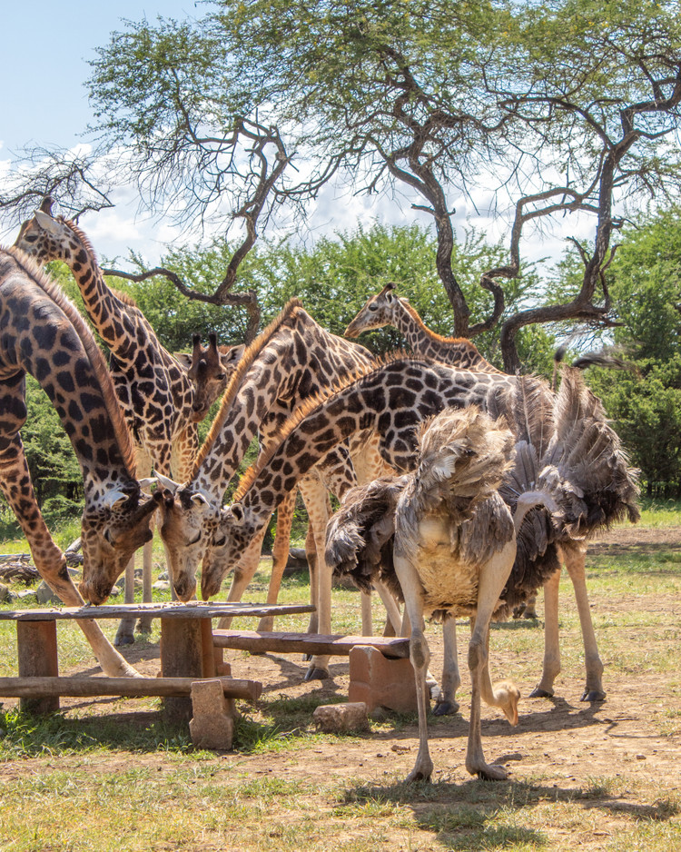 Kenya's Hidden Gem: 10 Best Things To Do In Mombasa