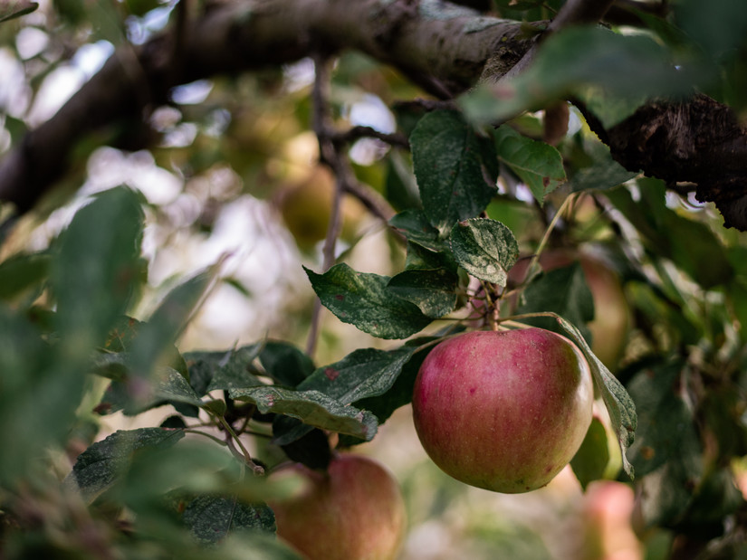 10 Most Beautiful Apple Orchards To Visit In The Northeast During The Fall