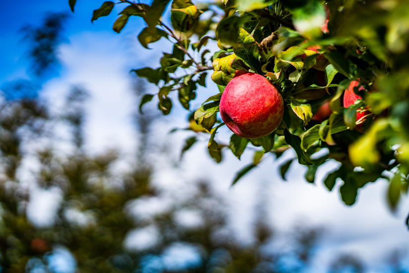 10 Most Beautiful Apple Orchards To Visit In The Northeast During The Fall