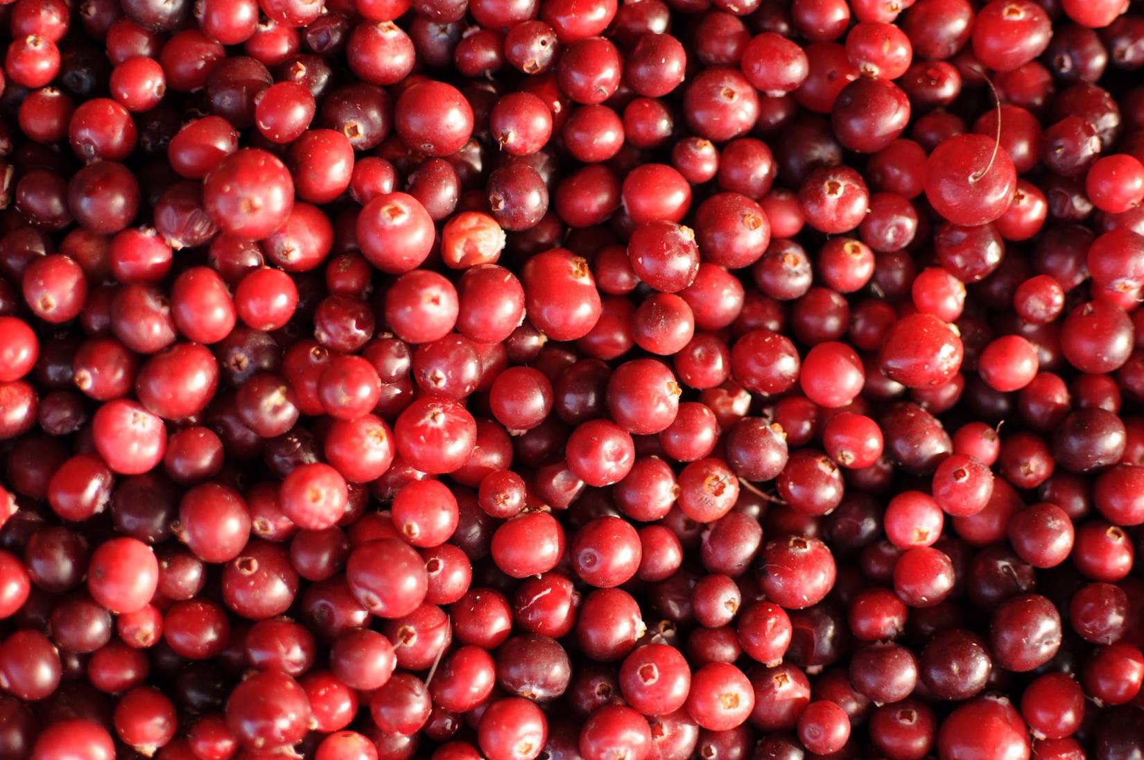 Did You Know These 10 Foods Were Native To North America?
