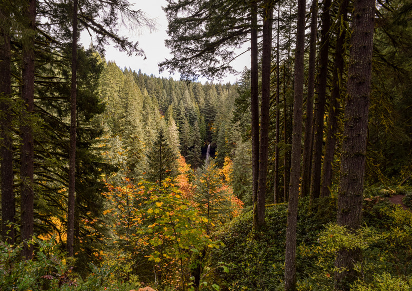 10 Hotels In Eugene, Oregon To Stay At In The Fall And Delight In ...