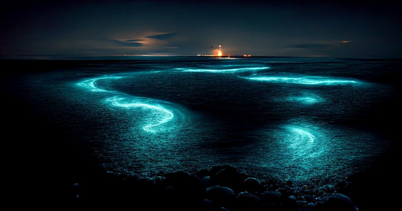 10 Truly Fascinating Underwater Phenomena (& How To See Them)