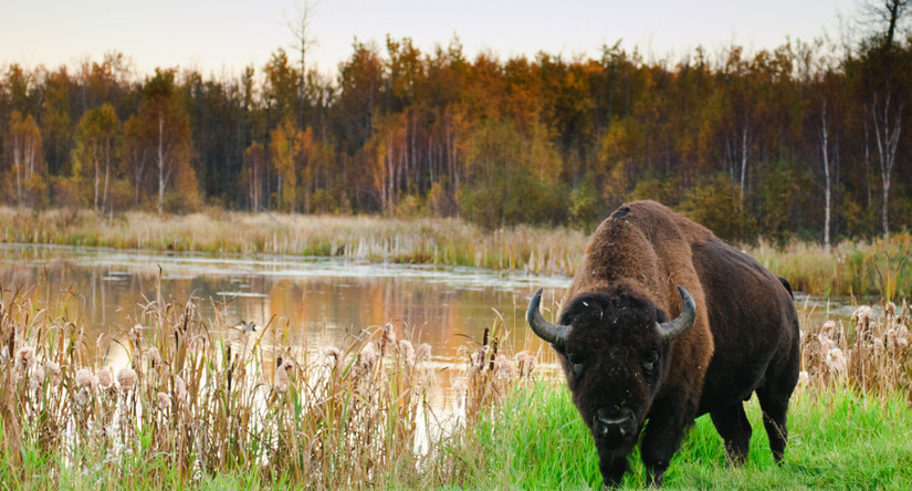 These Are 10 Places To See American Bison Roaming In The Wild