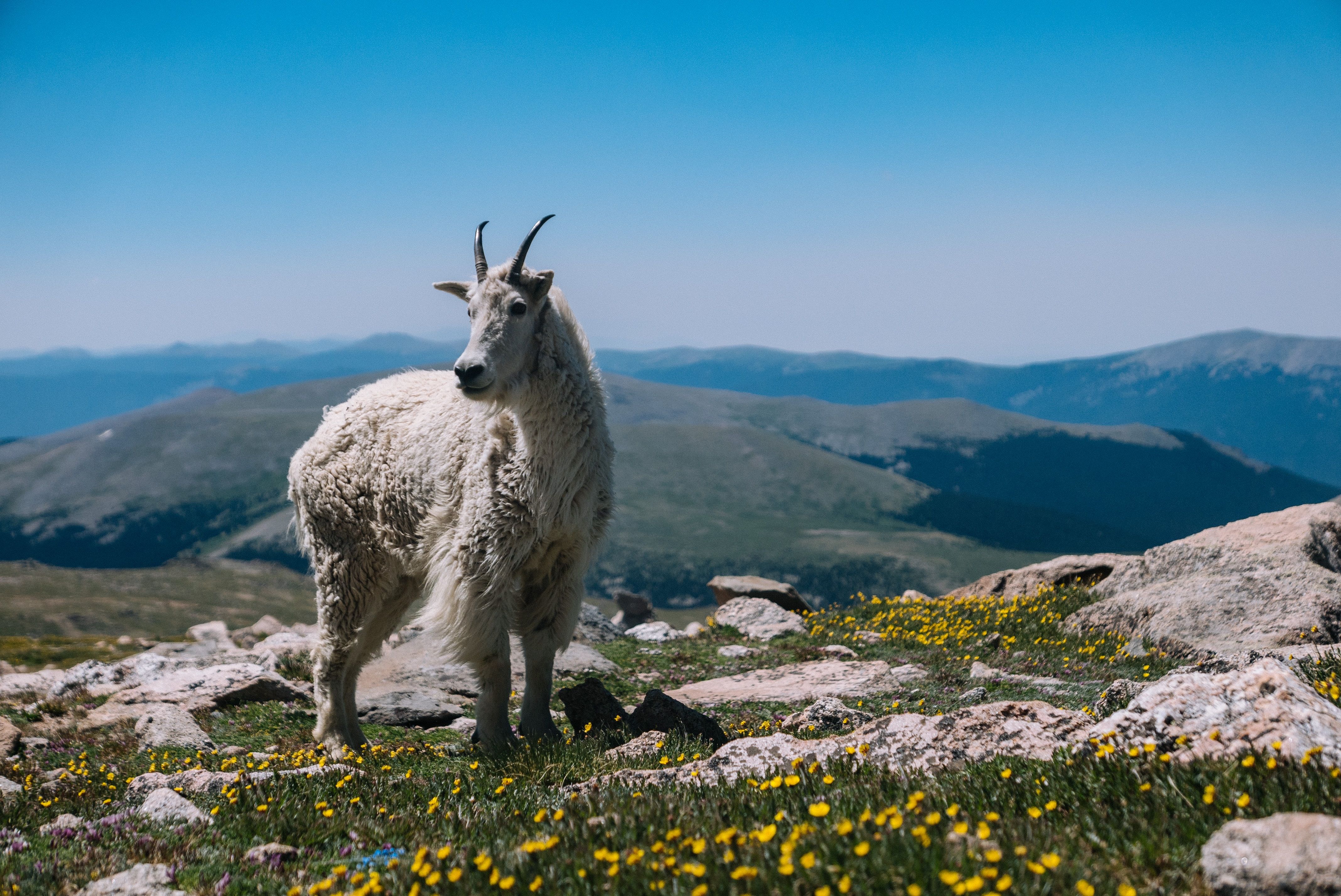 10 Most Incredible Animals In Glacier National Park