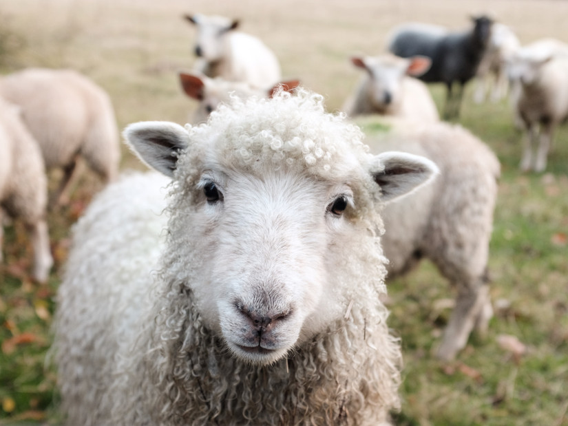 14 Destinations Where You Can Get Up Close & Personal With Wildlife
