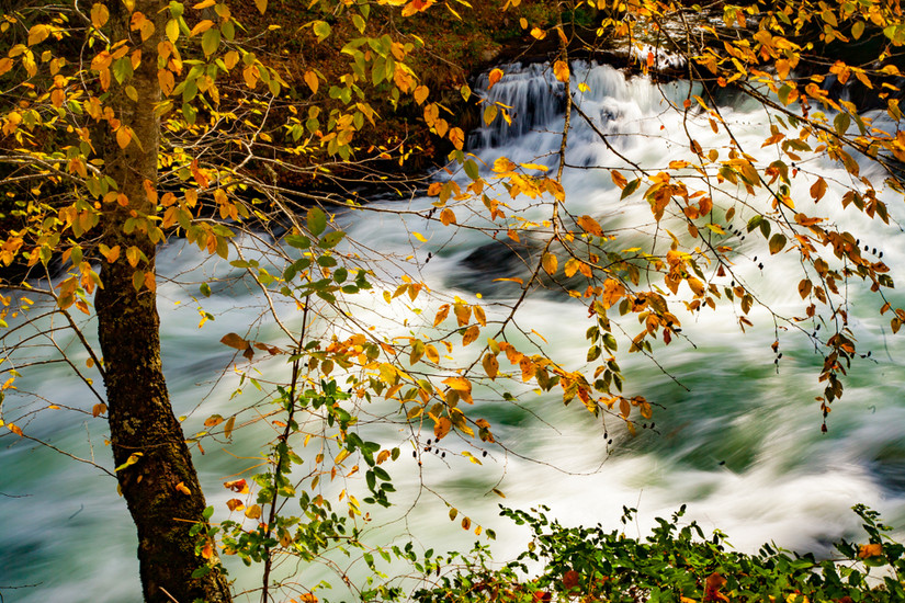Great Smoky Mountains Railroad: What Makes This The Most Scenic Fall ...