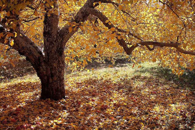 10 Most Beautiful Apple Orchards To Visit In The Northeast During The Fall