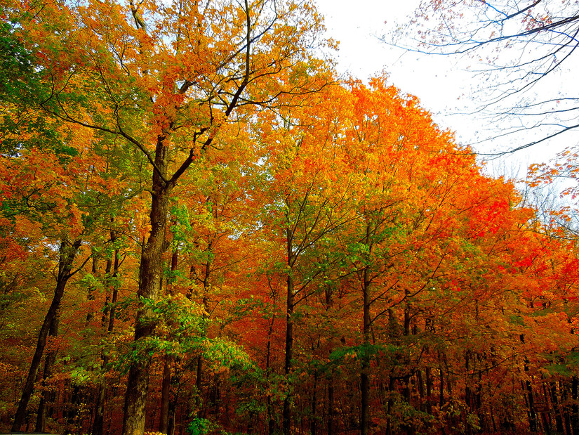 Fall Is Underrated In Wisconsin: 10 Scenic Places To See Fall Foliage