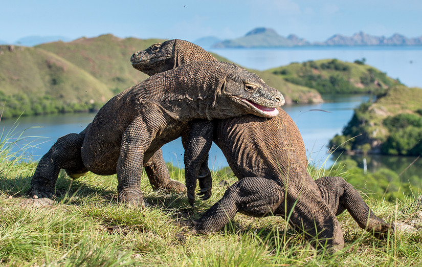 What It Was Like To Visit The Komodo Dragons On Komodo Island