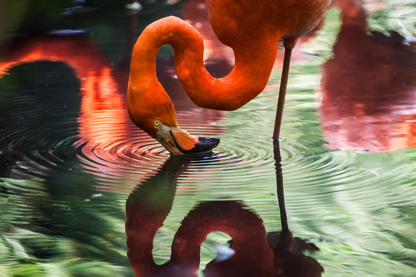10 Best Countries Where You Can Spot Flamingos