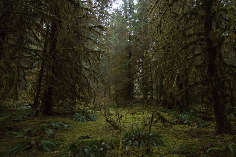 16 Twilight-Themed Things To Do In Forks, Washington