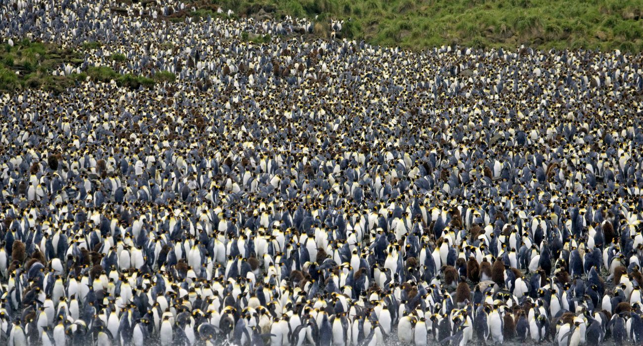 Extinct For Over 100 Years, This Subspecies Reemerged In The Galápagos ...